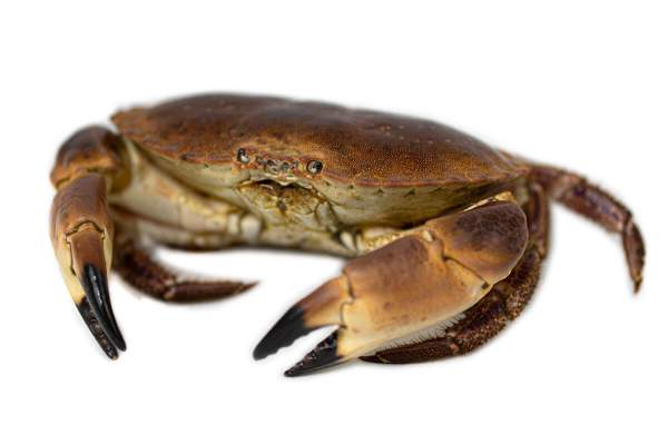 Speisekrebse | Krebse Hummer Garnelen lebend | Krabben