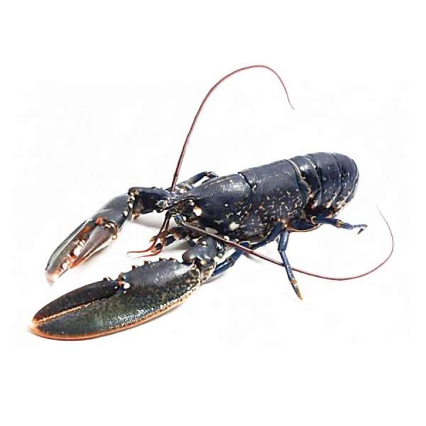 lebende Flusskrebse - lebender Hummer und lebendige Königskrabben