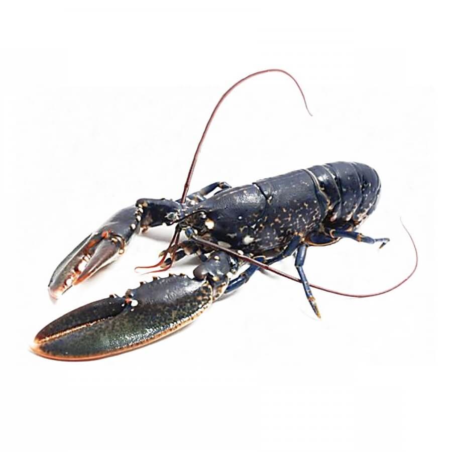 Krebse Hummer Krabben lebend | Hummer blau XL