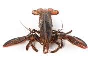Hummer lebend kaufen und über Nacht geliefert bekommen